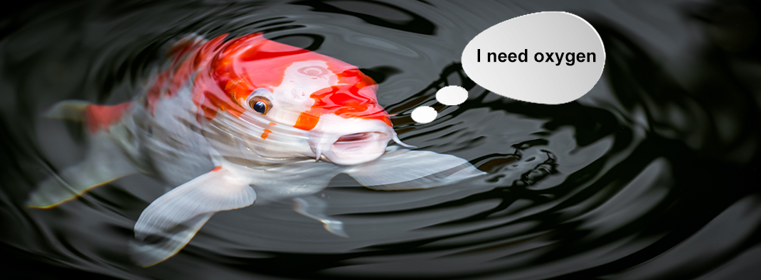 Do Fish Need Oxygen | How To Increase Oxygen In Water
